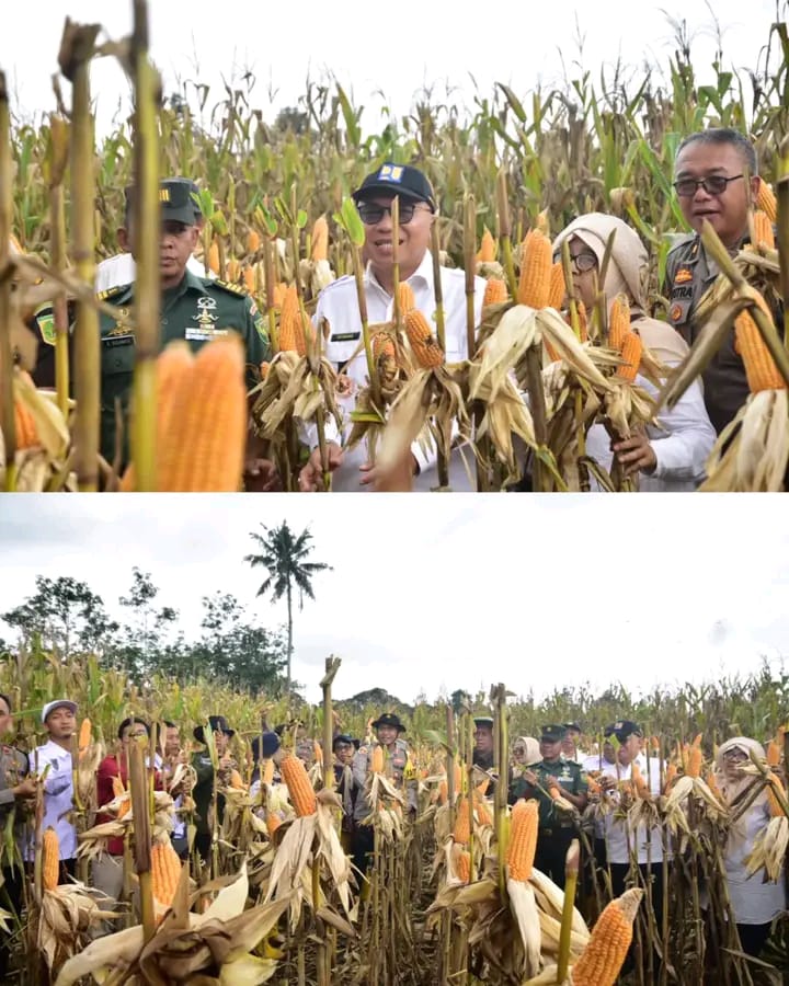 Pemkab dan Polres Musi Rawas Panen Raya Jagung Serentak Tahap Pertama - Terkini, Aktual dan ...